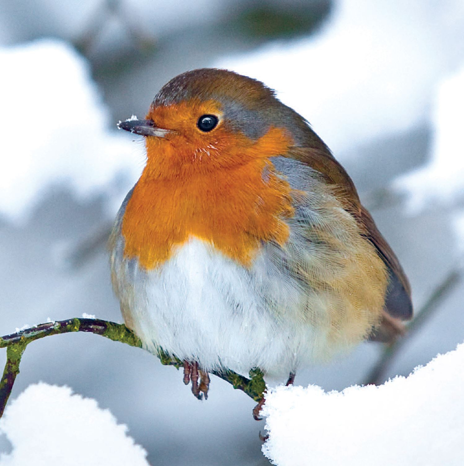 Snowy robin